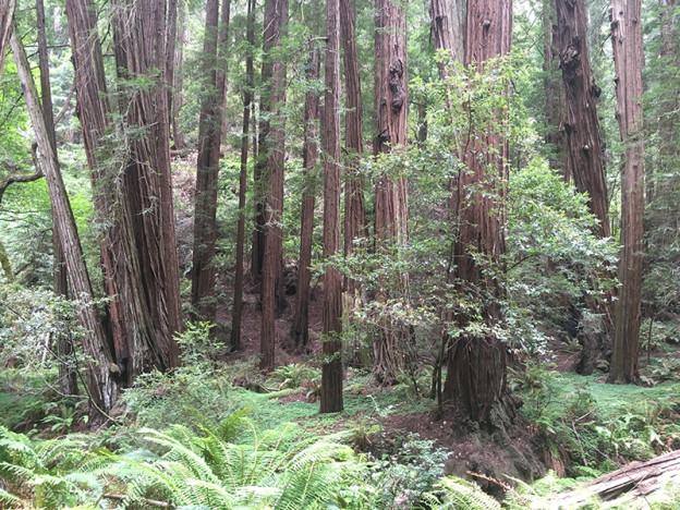 Day Trip to Muir Woods National Monument by Bus from San Francisco